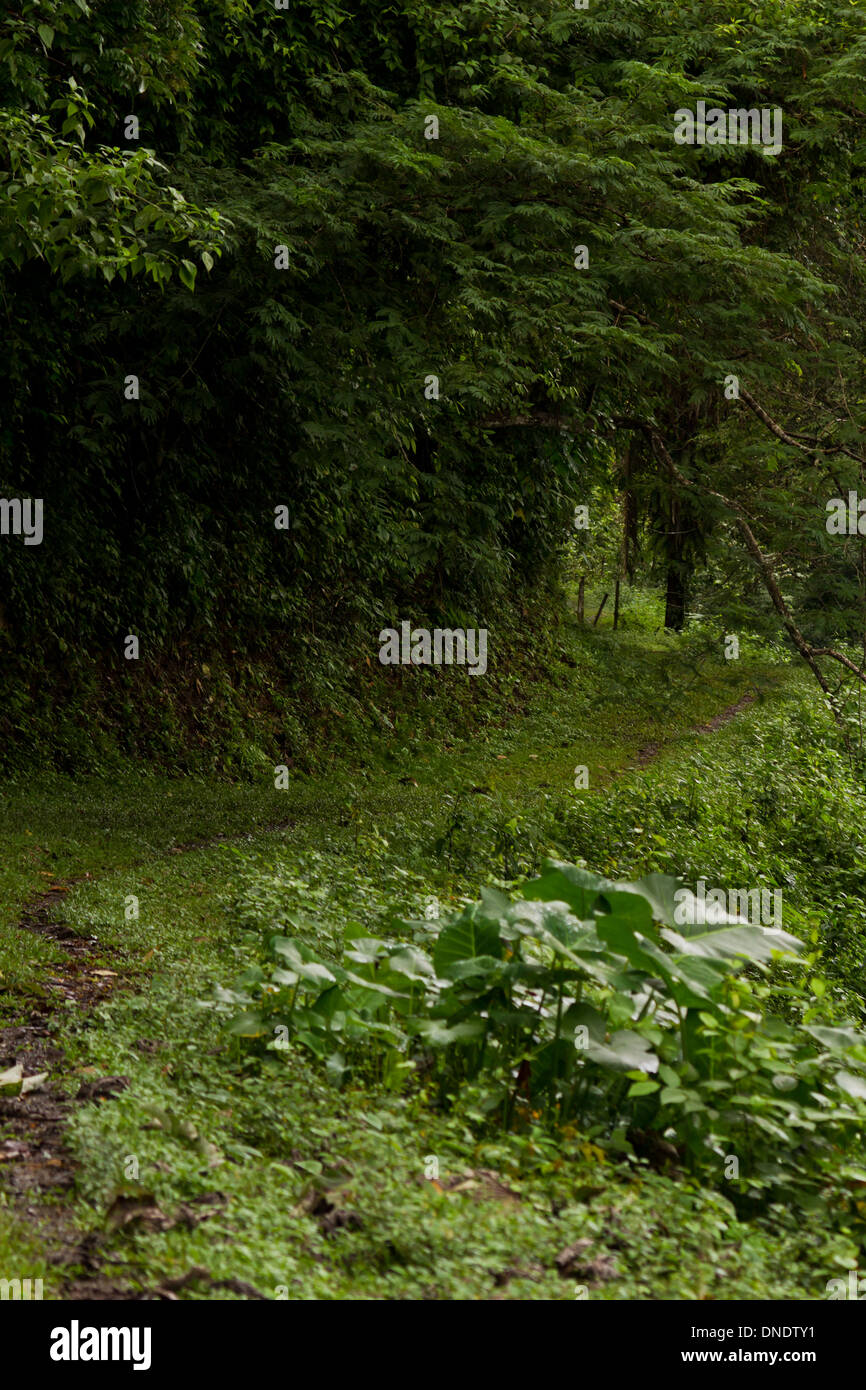 rain forest in Belize different trees and air plants all coexisting in ...