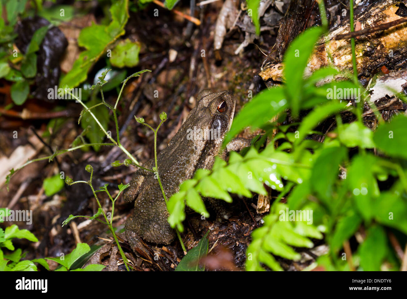 large toad in the rain forest of Belize Stock Photo - Alamy