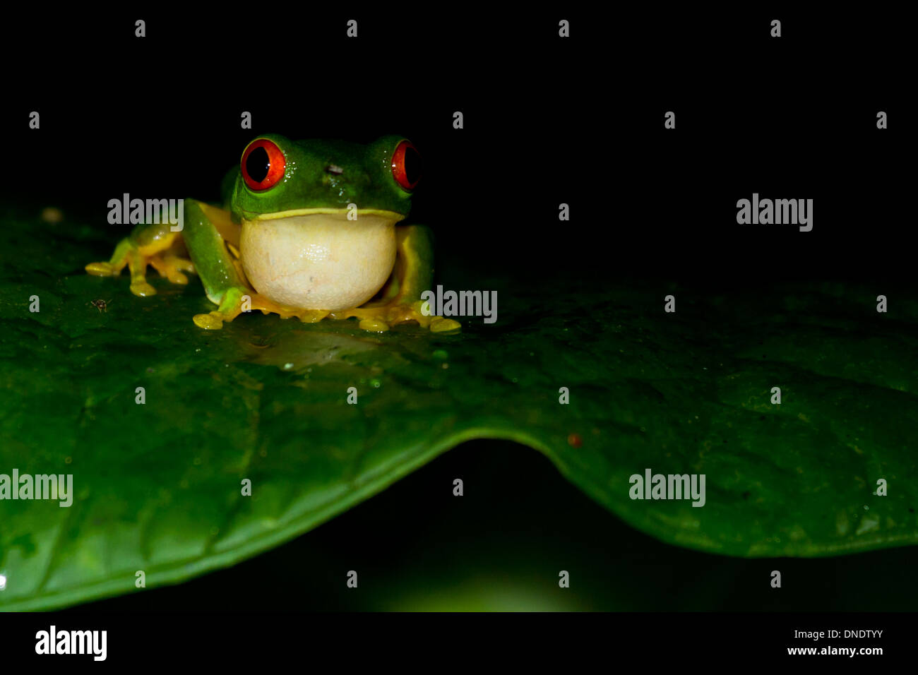 red eyed tree frog at night in the rain forest of Belize calling her ...