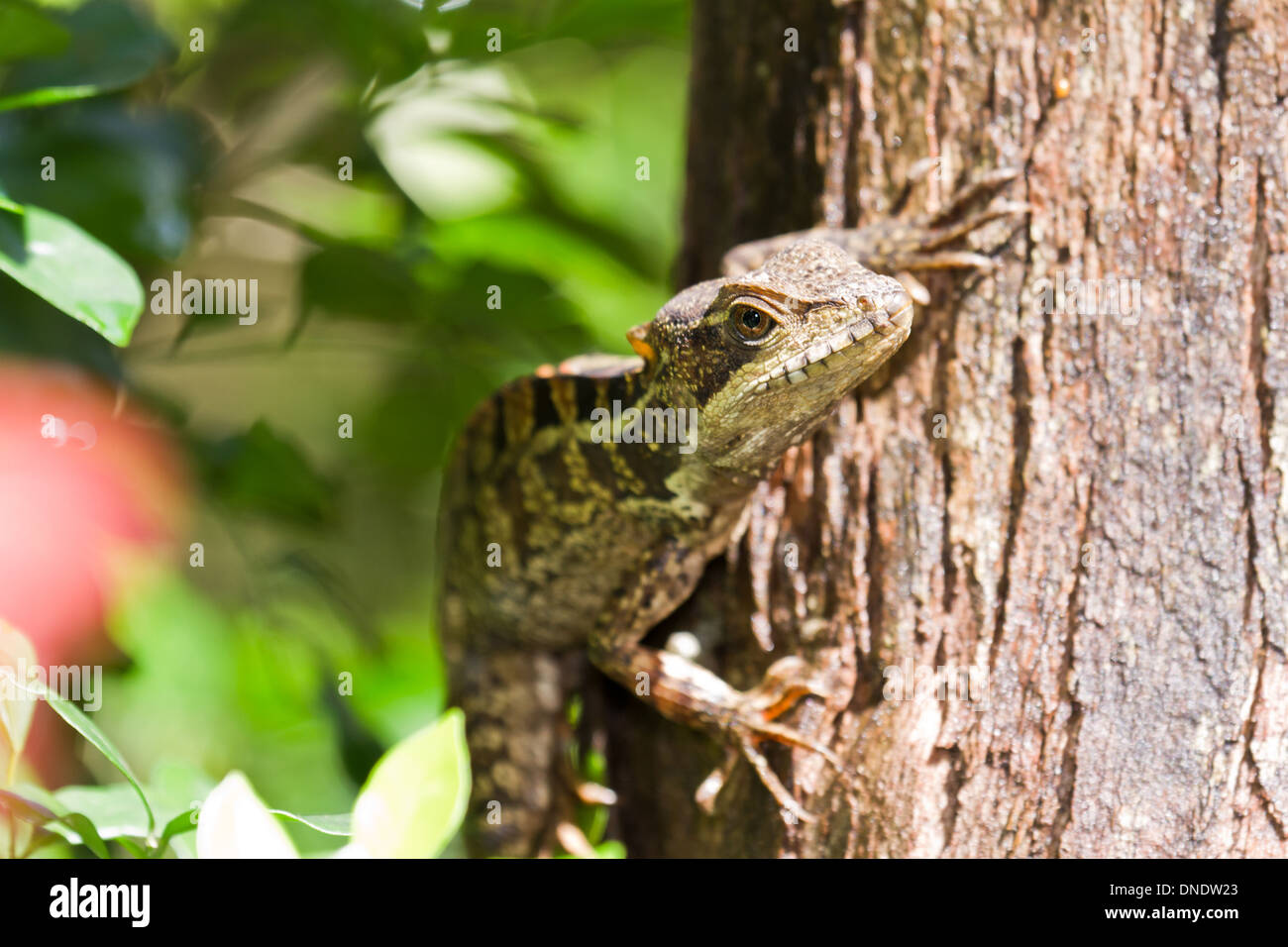 tree lizard climbing in the rain forest of Belize Stock Photo - Alamy