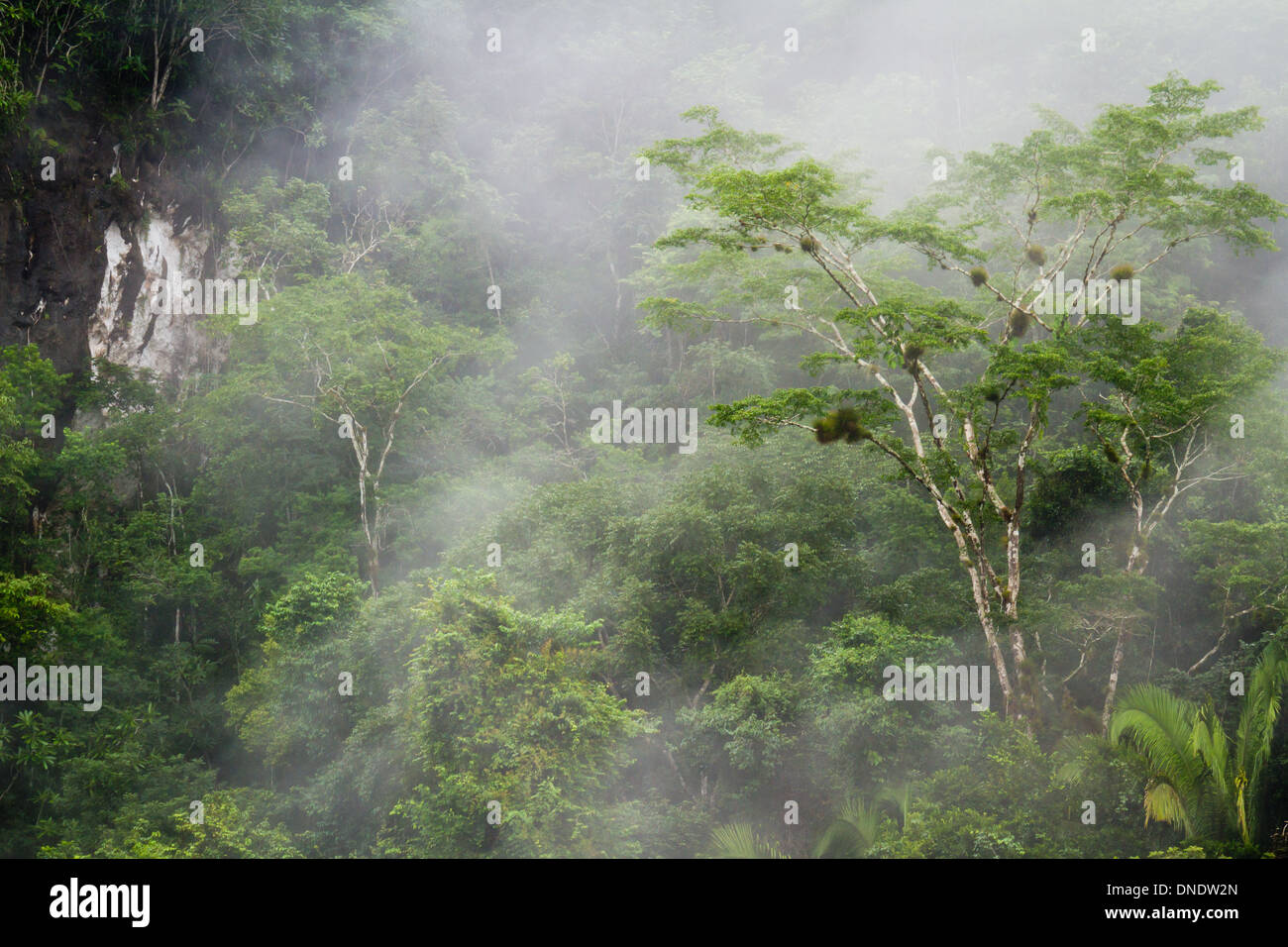 Cayo belize jungle hi-res stock photography and images - Alamy