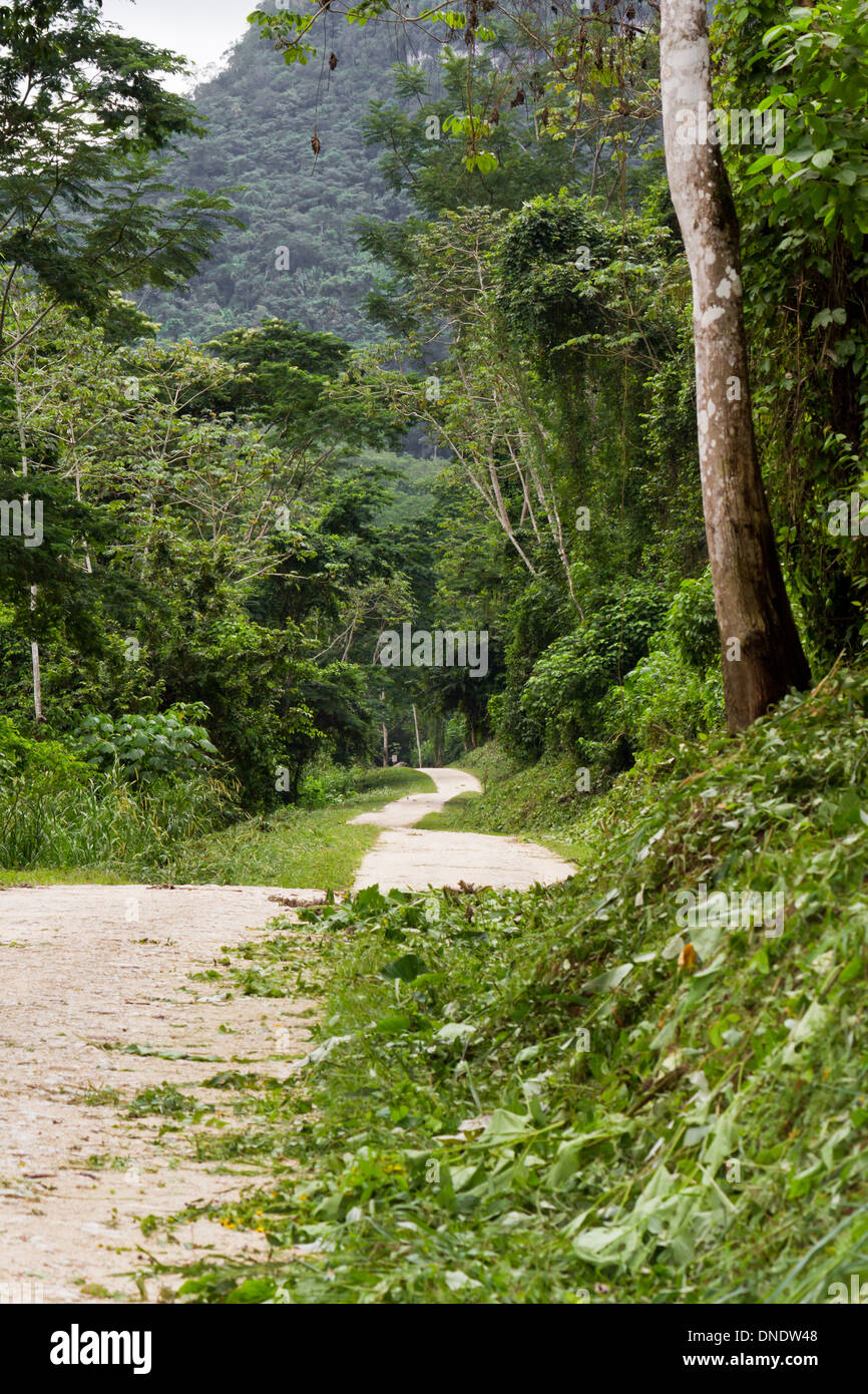 nature trail in the rain forest of Belize Stock Photo - Alamy