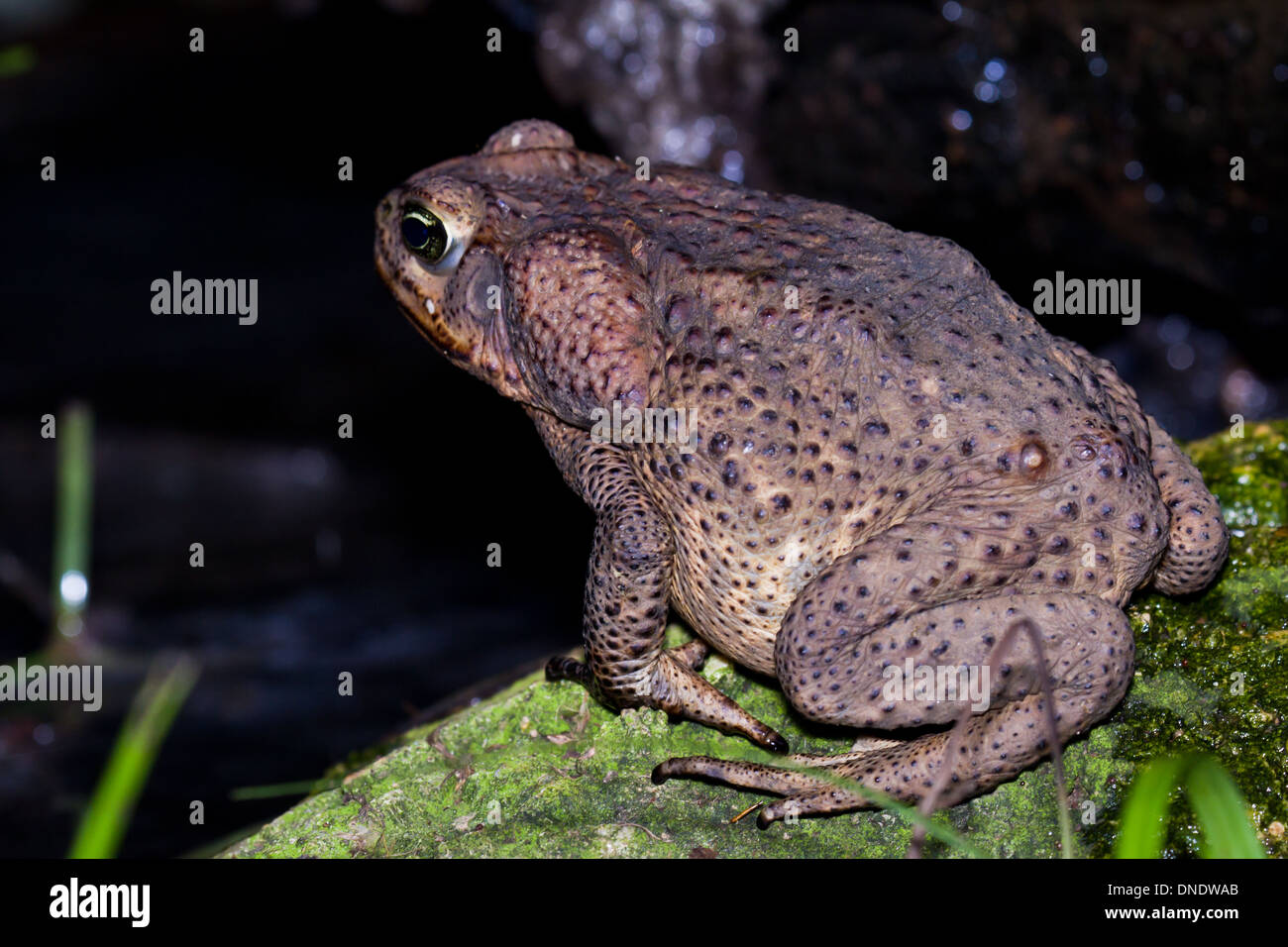 large toad shot at night in the rain forest of Belize Stock Photo - Alamy