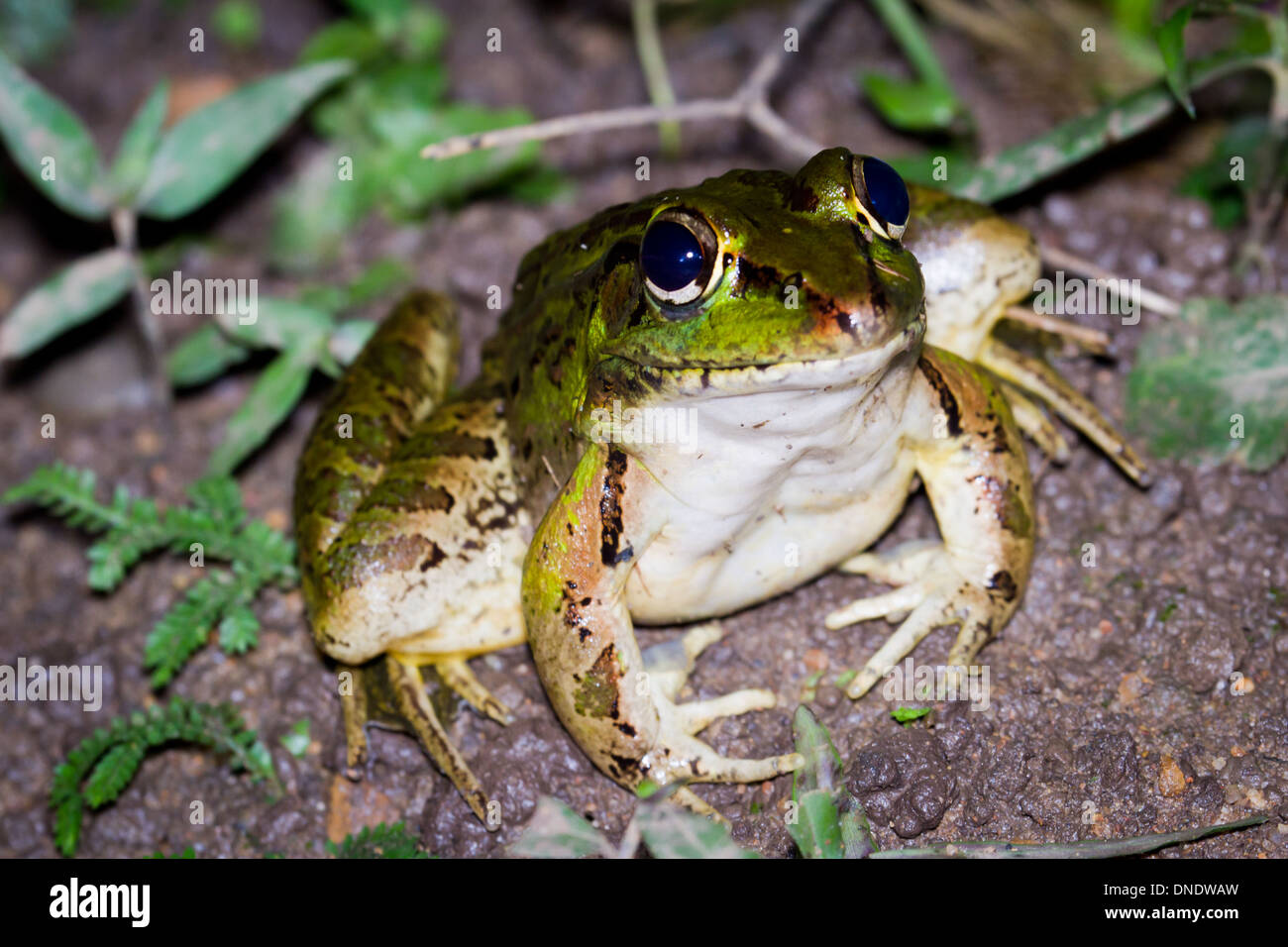 large toad shot at night in the rain forest of Belize Stock Photo - Alamy