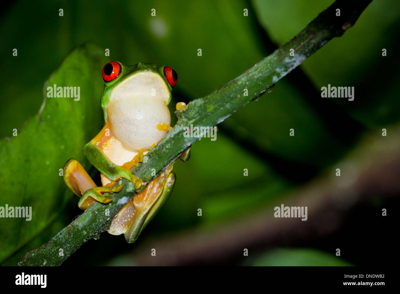 wild red eyed tree frog shot at night in the rain forest of Belize ...