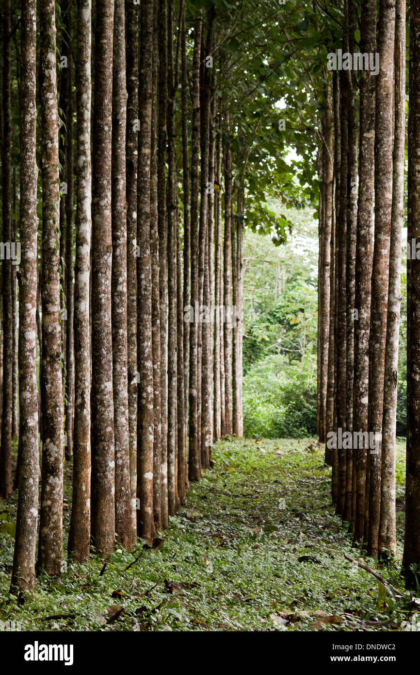 Teak plantation hi-res stock photography and images - Alamy