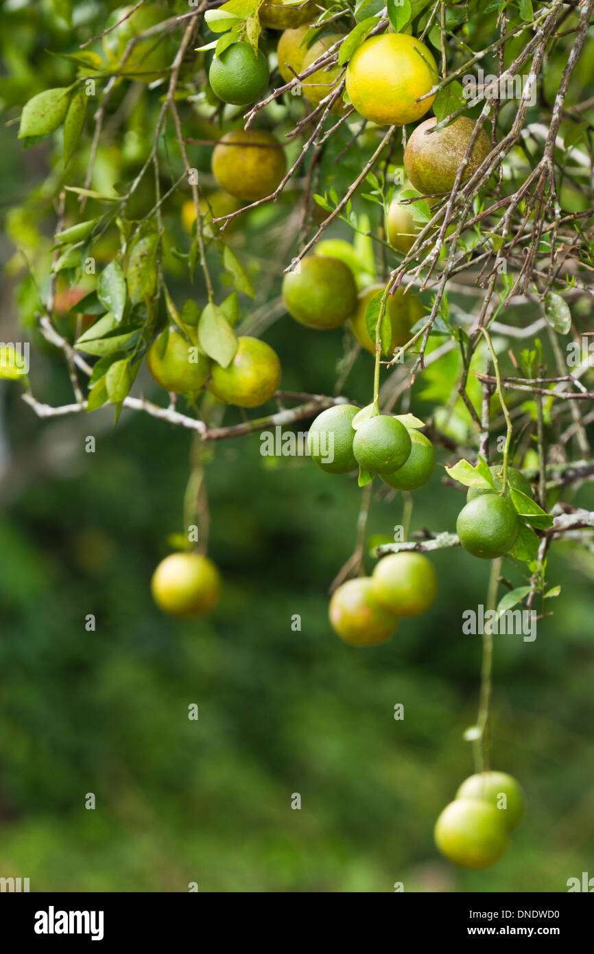 juicing oranges in the Cayo district of Belize Stock Photo - Alamy