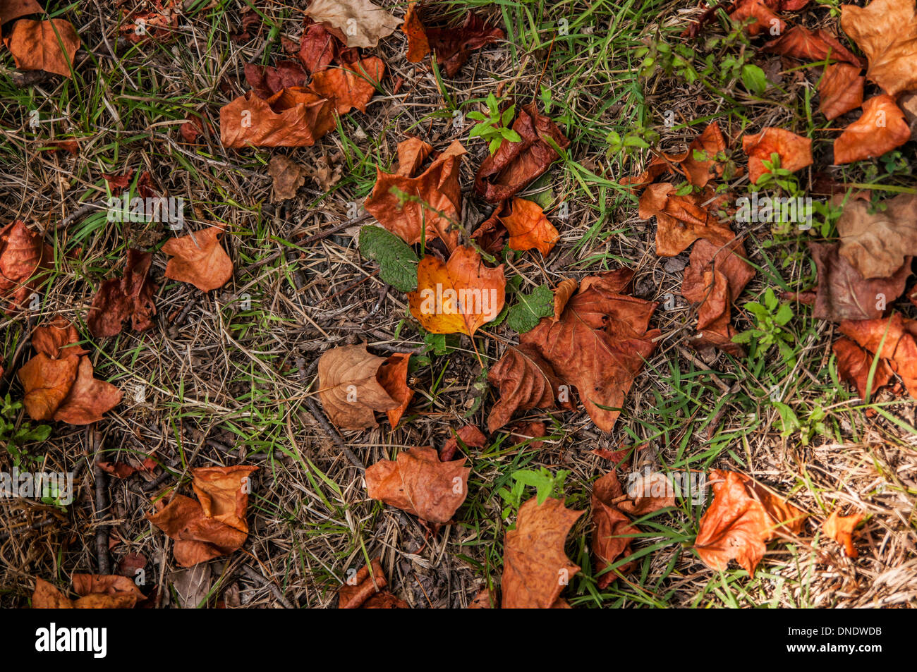 Fallen autumn leaves on the ground Stock Photo - Alamy