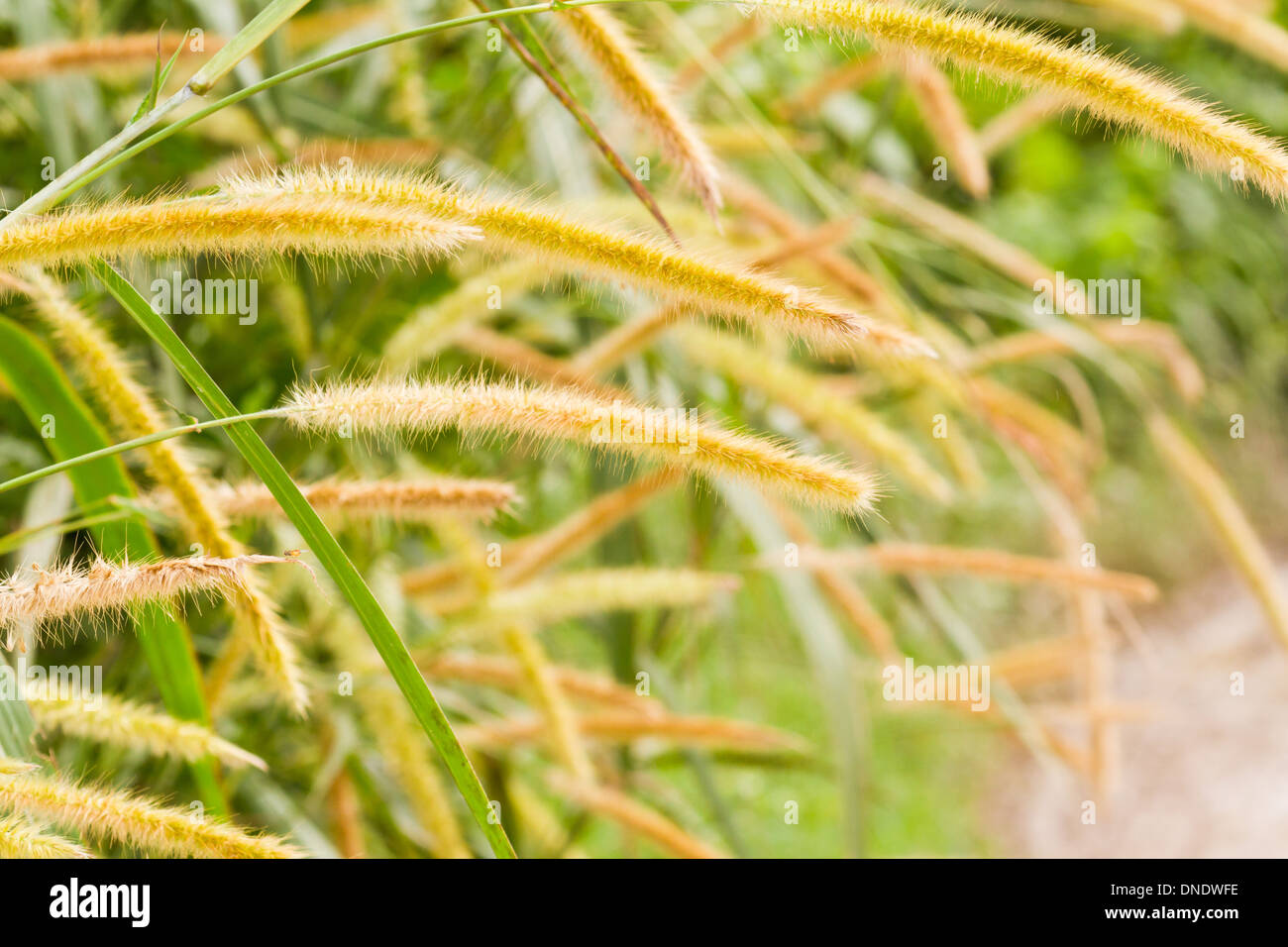 wild pampas grass closeup in the rainforest of Belize Stock Photo - Alamy