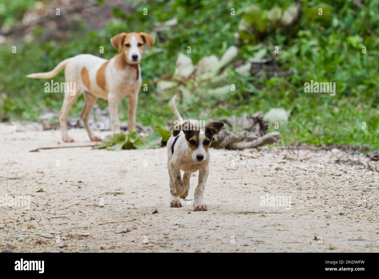 small young dogs in the rainforest walking down a trail Stock Photo - Alamy