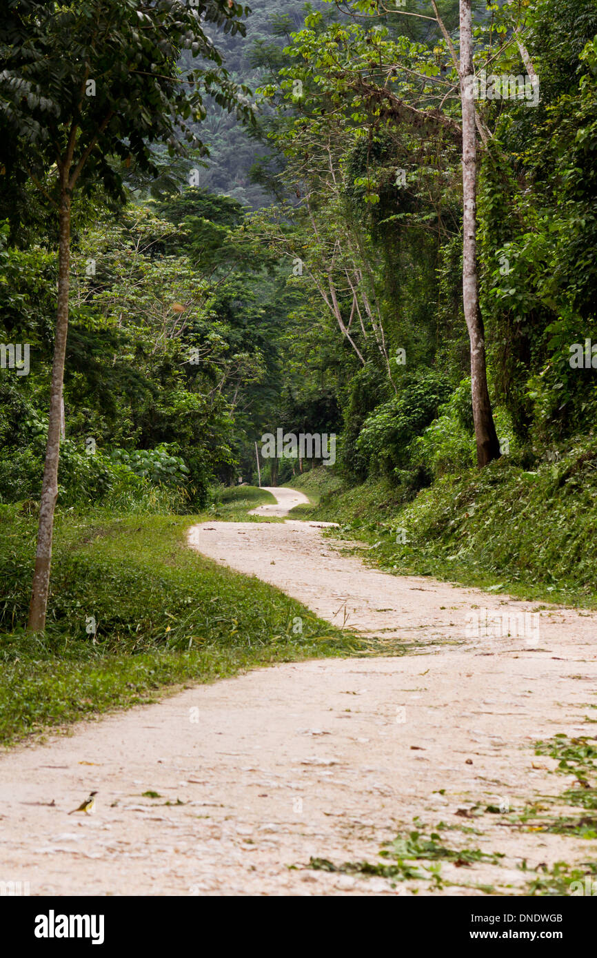 nature trail in the rain forest of Belize Stock Photo - Alamy