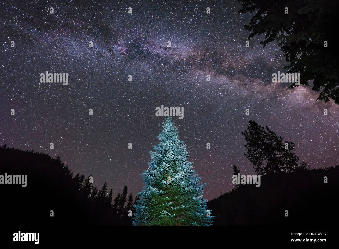 Pine tree stars hi-res stock photography and images - Alamy
