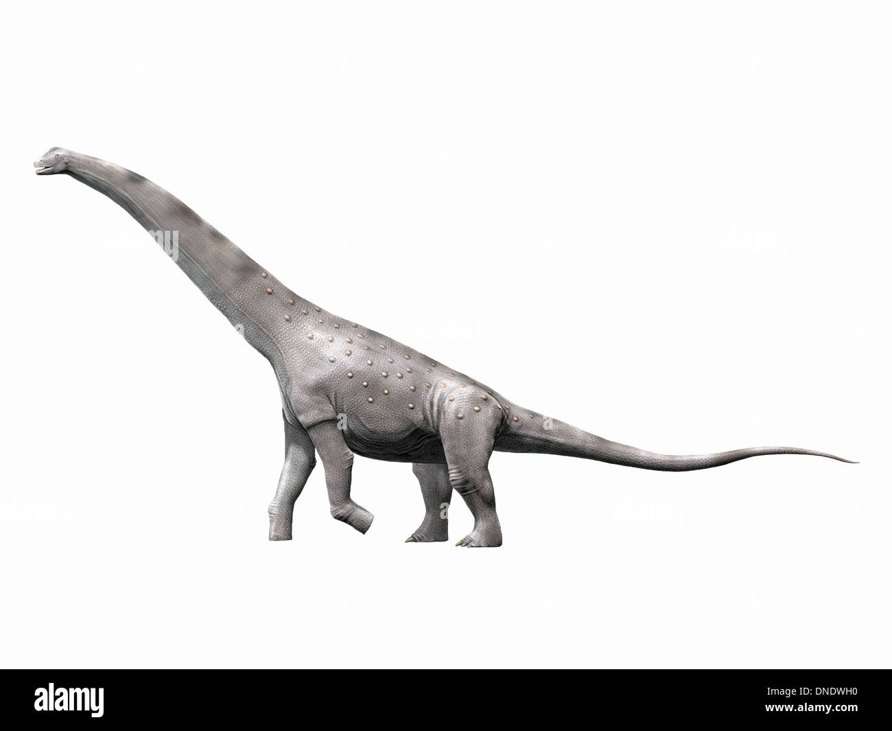 Alamosaurus sanjuanensis, a sauropod from the Late Cretaceous of New ...