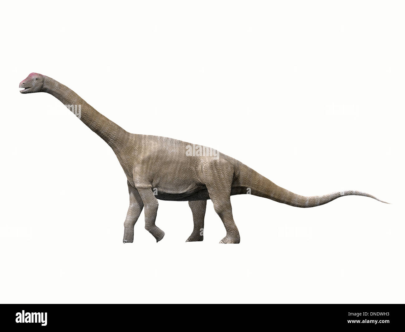 Aragosaurus ischiaticus, sauropod from the Early Cretaceous of Spain ...