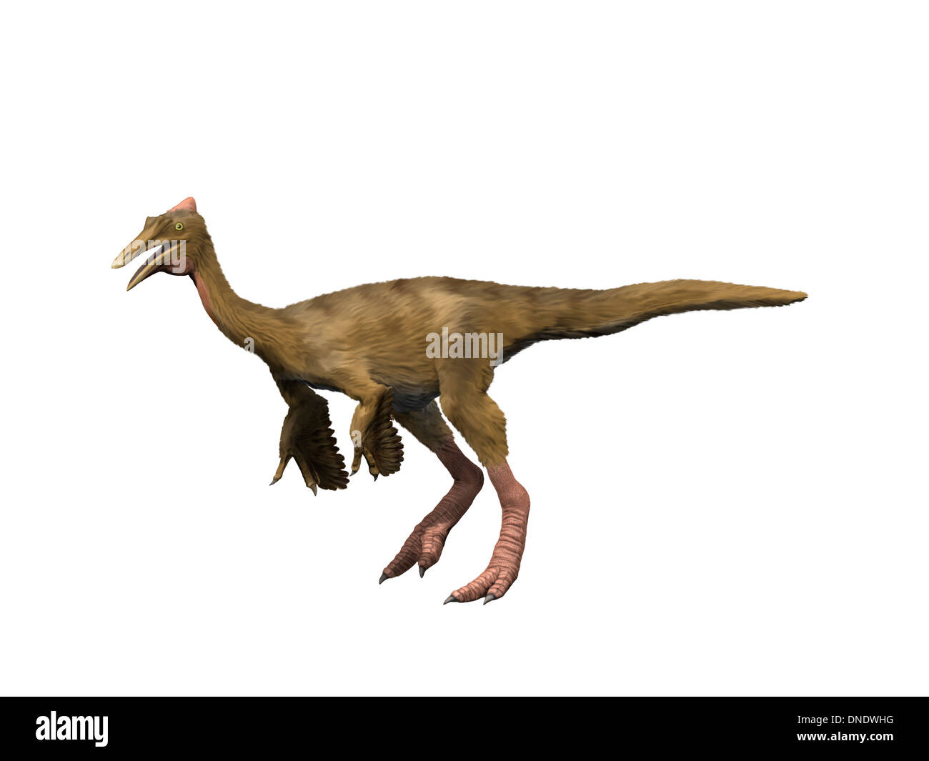 Polyodon hi-res stock photography and images - Alamy