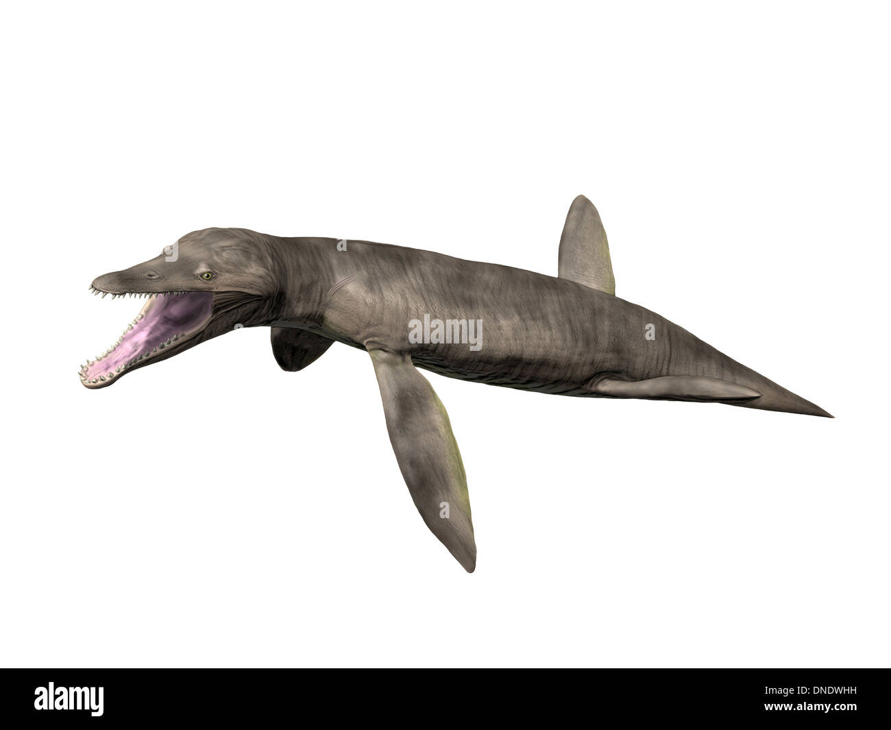 Pliosaurus hi-res stock photography and images - Alamy