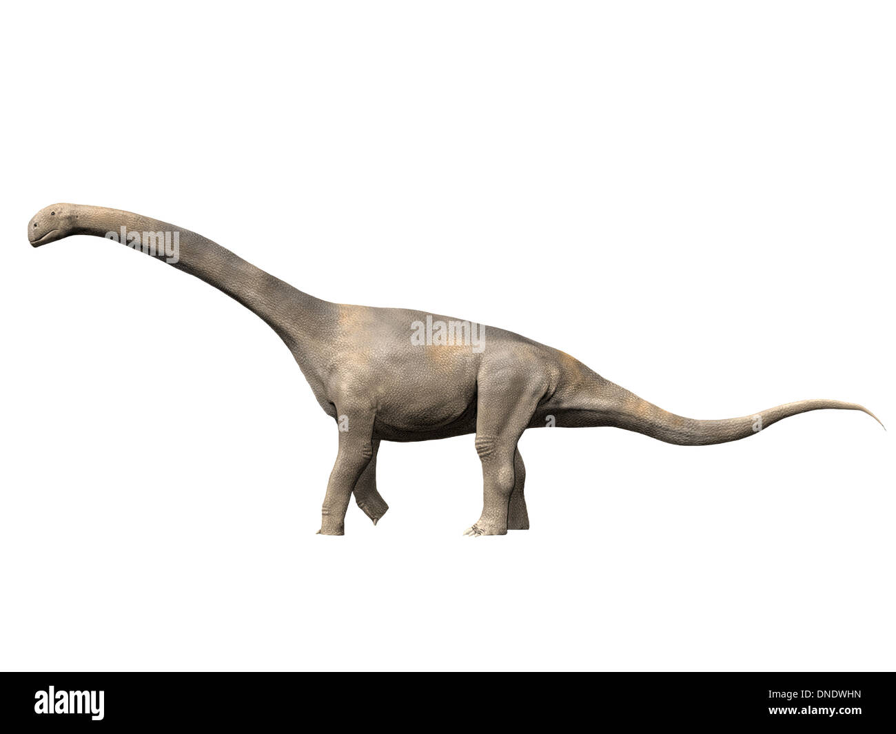 Turiasaurus Cut Out Stock Images & Pictures - Alamy