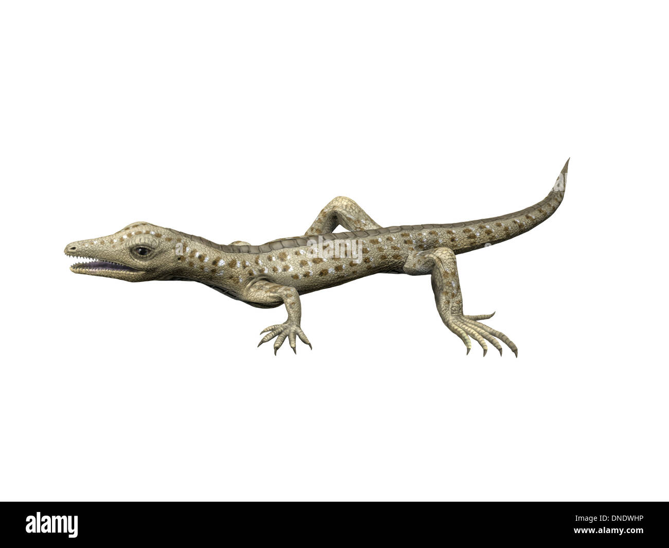 Youngina capensis, Late Permian of South Africa Stock Photo - Alamy