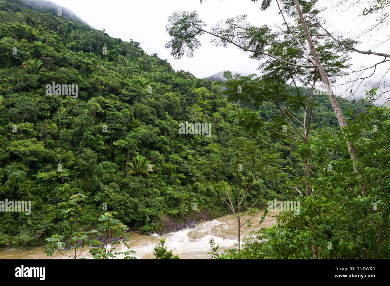 view of the macal river in the Cayo district of Belize Stock Photo - Alamy