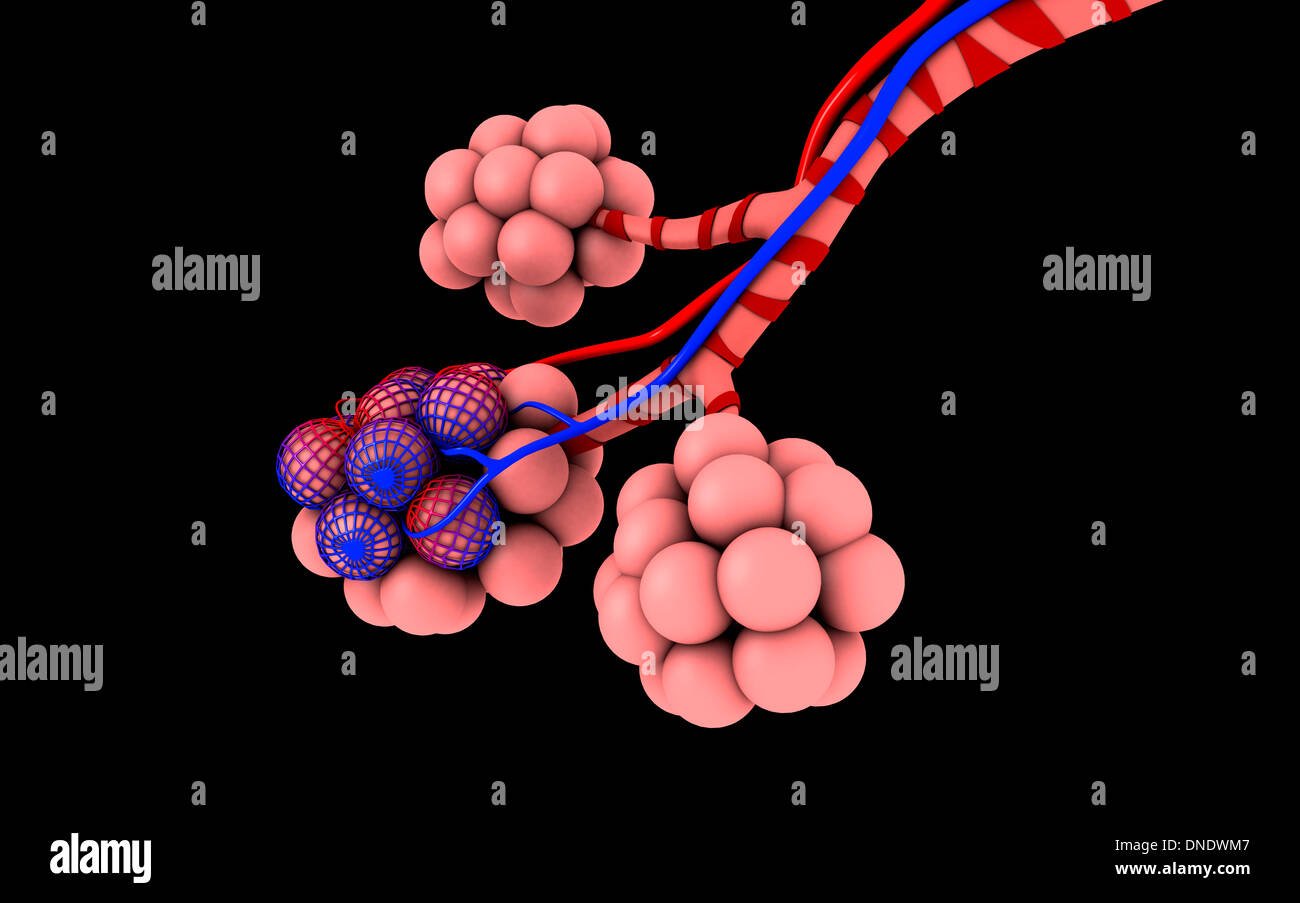 Alveoli hi-res stock photography and images - Alamy