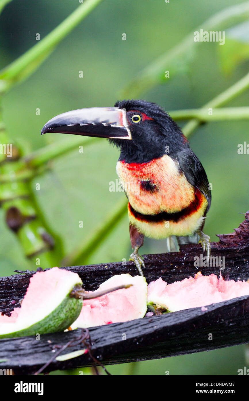 medium size aracari toucan in the rainforest of Belize Stock Photo - Alamy