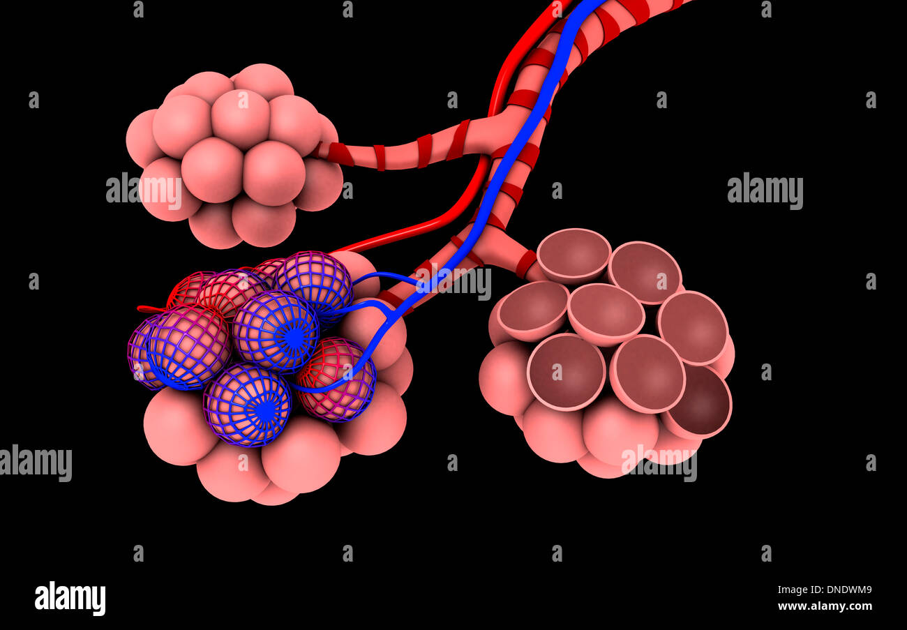 Alveolus hi-res stock photography and images - Alamy