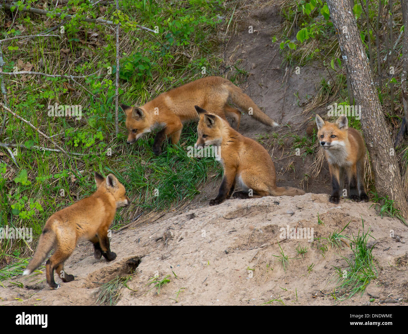 Young Red Fox at their den Stock Photo - Alamy
