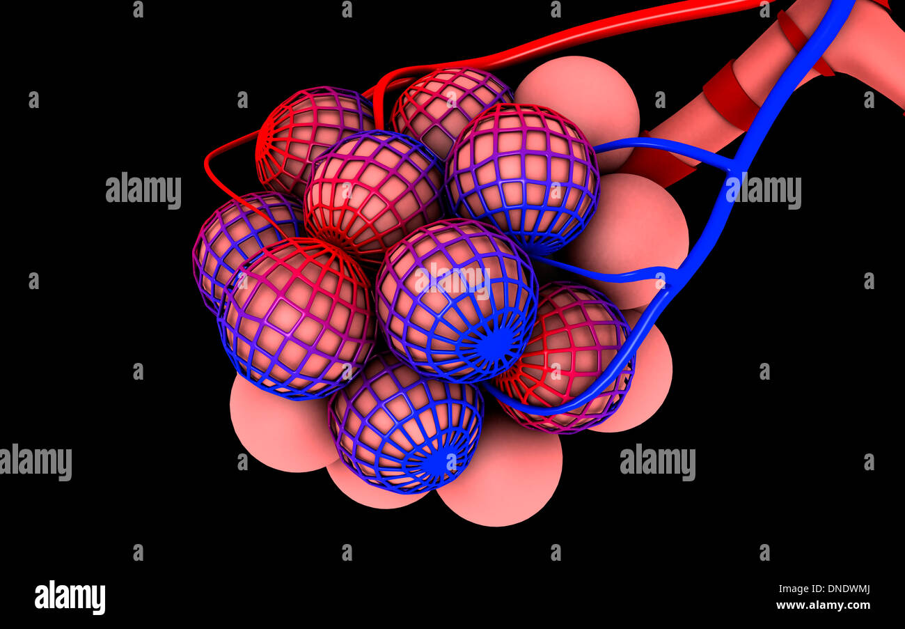 Gas exchange alveoli hi-res stock photography and images - Alamy