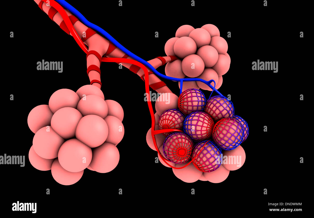 Alveolar ducts hi-res stock photography and images - Alamy