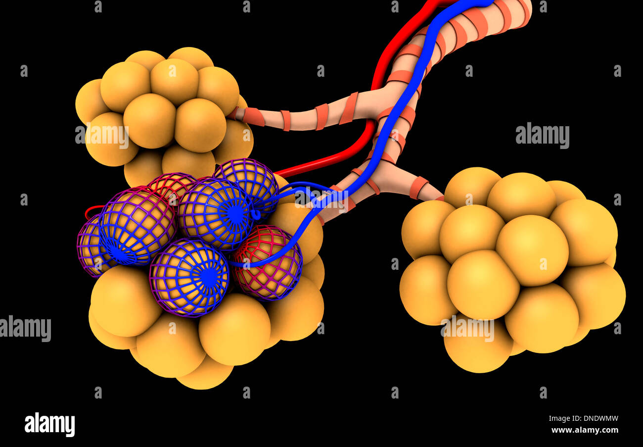 Conceptual image of alveoli Stock Photo - Alamy