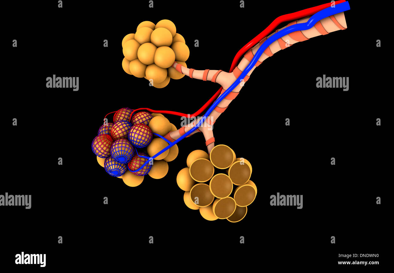 Alveolus hi-res stock photography and images - Alamy