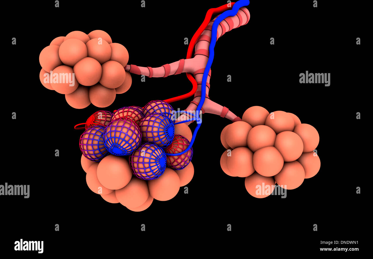 Alveolar sacs hi-res stock photography and images - Alamy