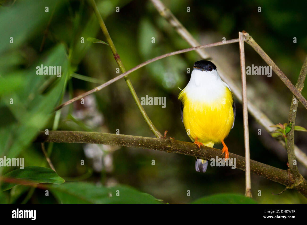 White collared manakin hi-res stock photography and images - Alamy
