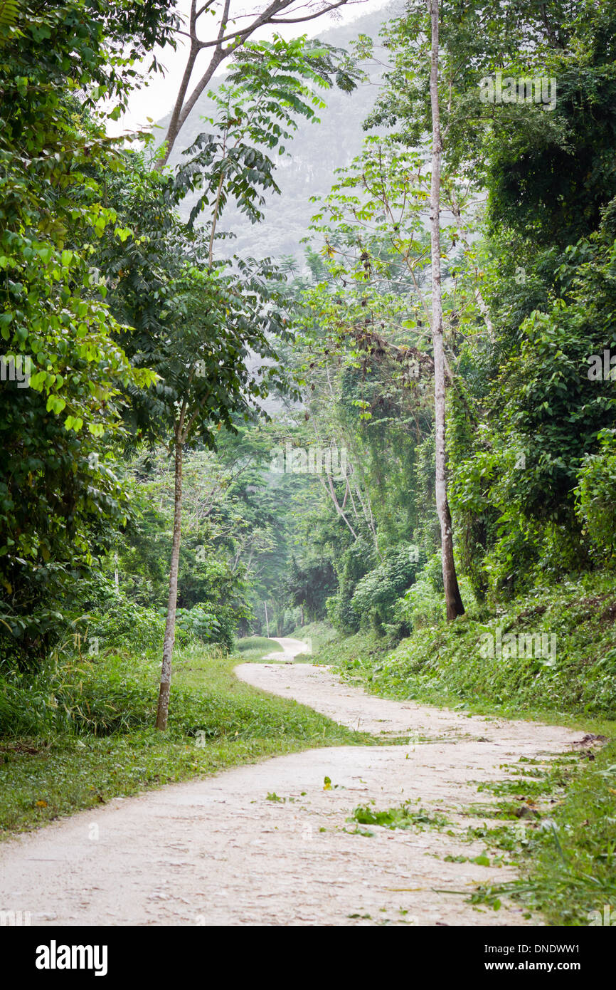 nature trail in the rain forest of Belize Stock Photo - Alamy