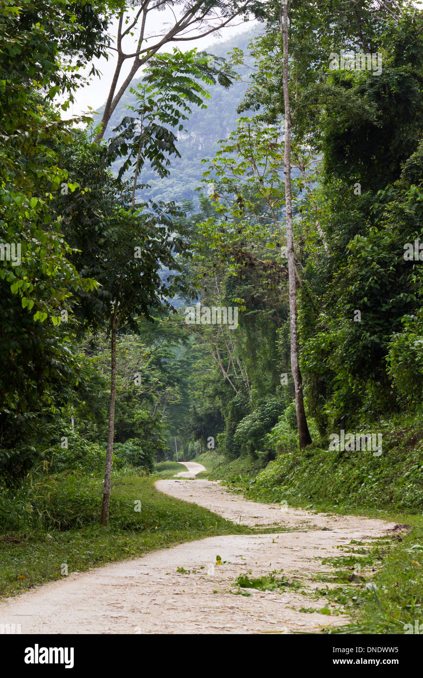 nature trail in the rain forest of Belize Stock Photo - Alamy