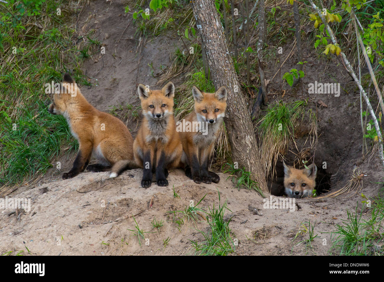 Fox den hi-res stock photography and images - Alamy