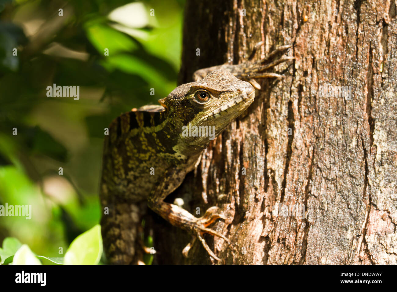 tree lizard climbing in the rain forest of Belize Stock Photo - Alamy