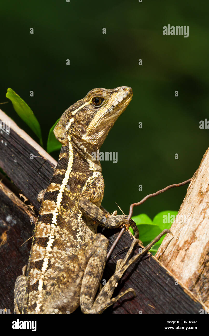 tree lizard climbing in the rain forest of Belize Stock Photo - Alamy