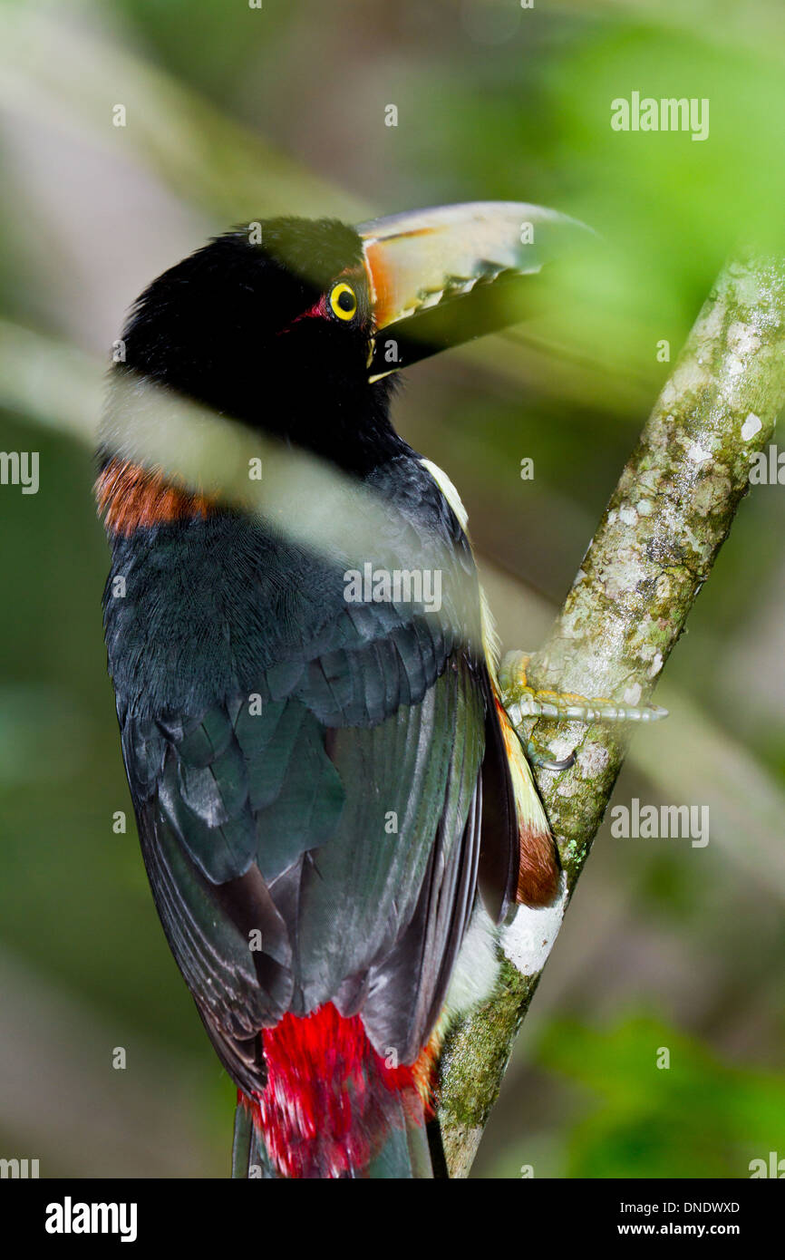 medium size aracari toucan in the rainforest of Belize Stock Photo - Alamy