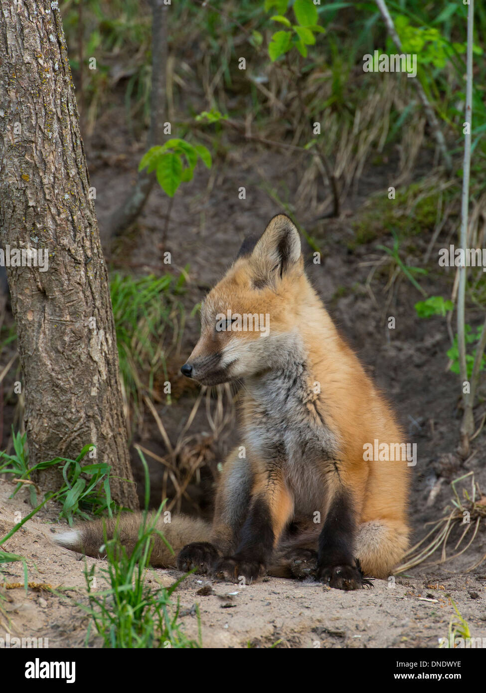 Fox litter den hi-res stock photography and images - Alamy