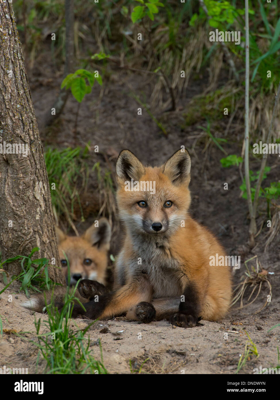 Young Red Fox at their den Stock Photo - Alamy
