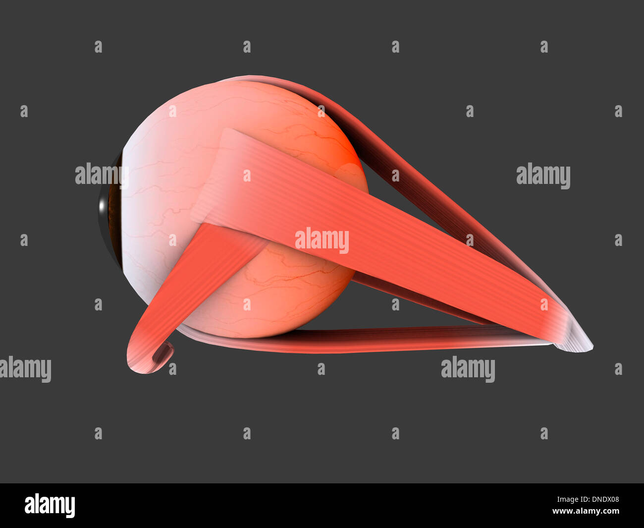 Human body veins structure anatomy hi-res stock photography and images ...