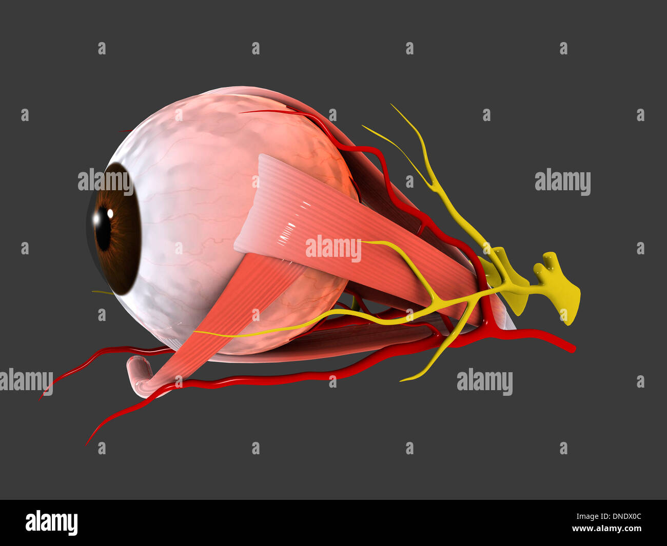 Human body veins structure anatomy hi-res stock photography and images ...