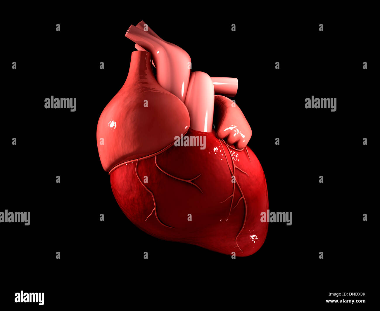 Human heart hi-res stock photography and images - Alamy