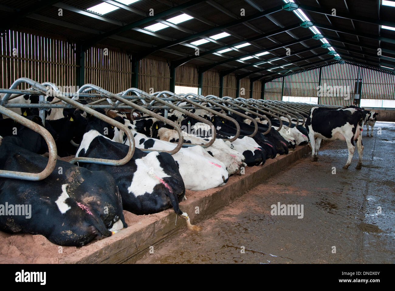 Holstein Dairy Cows lying down in sand bedded cubicles Stock Photo - Alamy