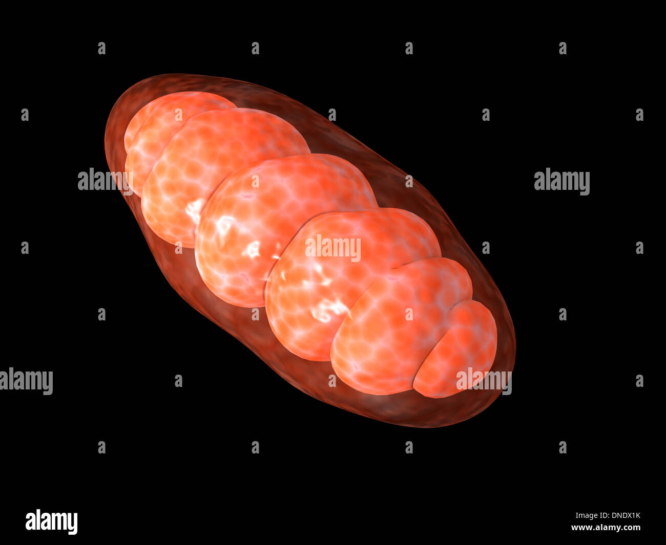 Mitochondria cell hi-res stock photography and images - Alamy