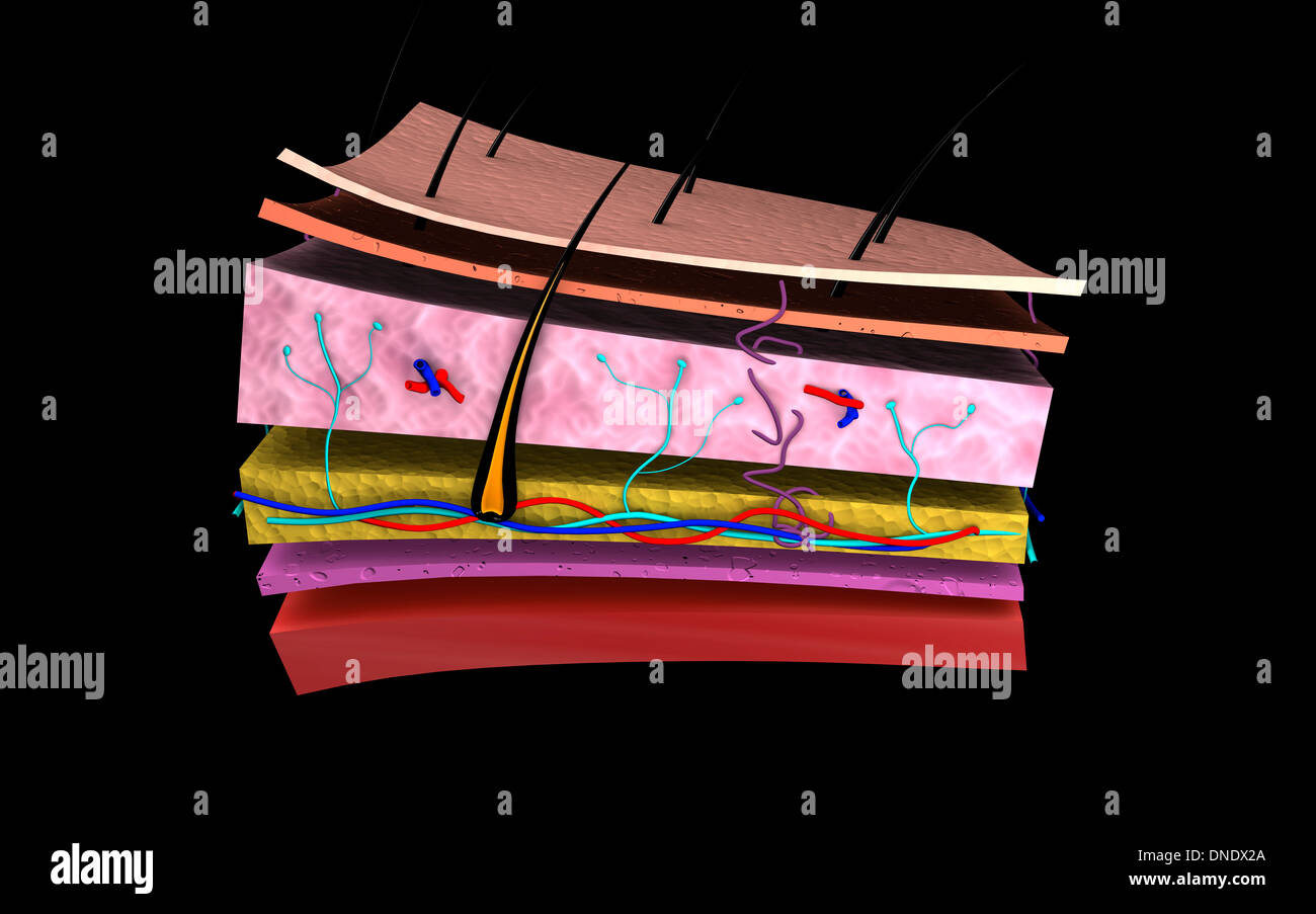 Conceptual image of the layers of human skin Stock Photo - Alamy