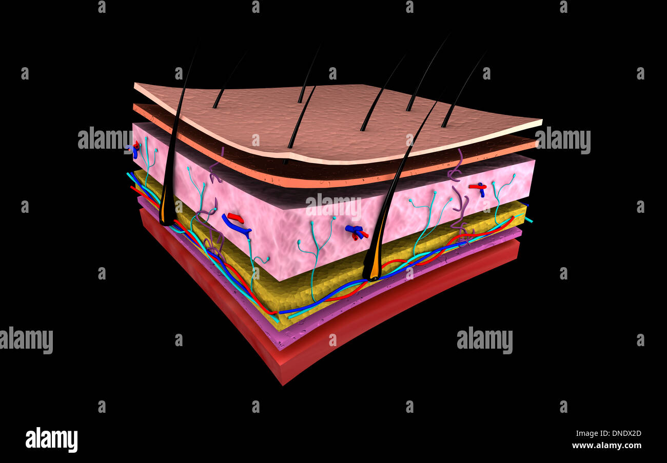 Human skin diagram hi-res stock photography and images - Alamy