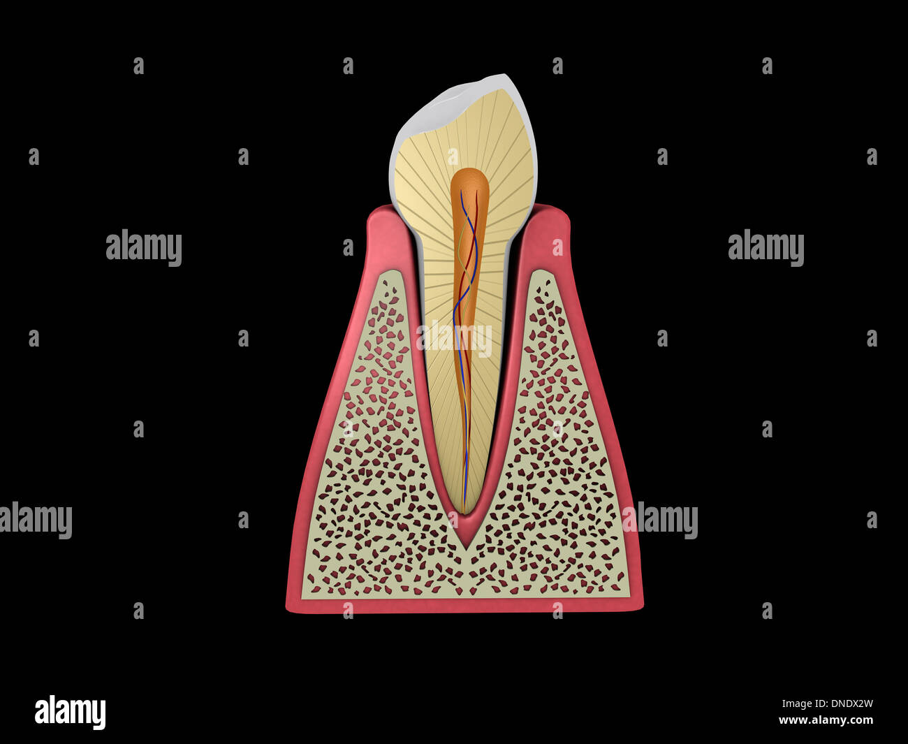 Tooth tissue hi-res stock photography and images - Alamy