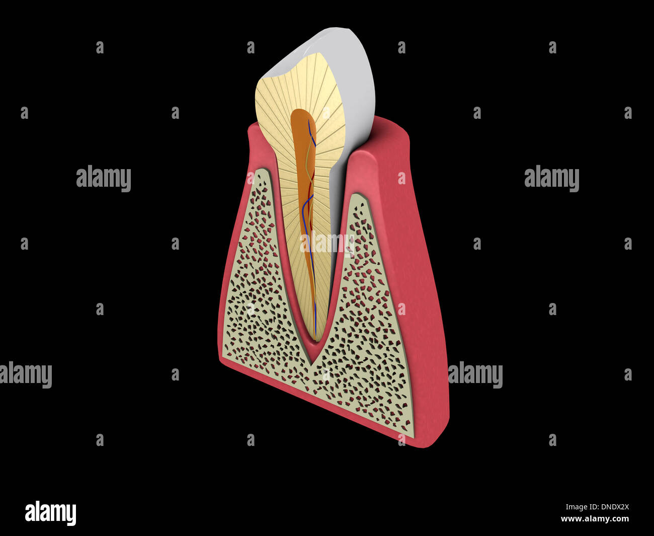 Dentin hi-res stock photography and images - Alamy